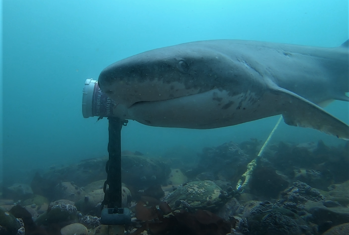 Shark Awareness Day: Taking a look at South Africa’s sharks and ...