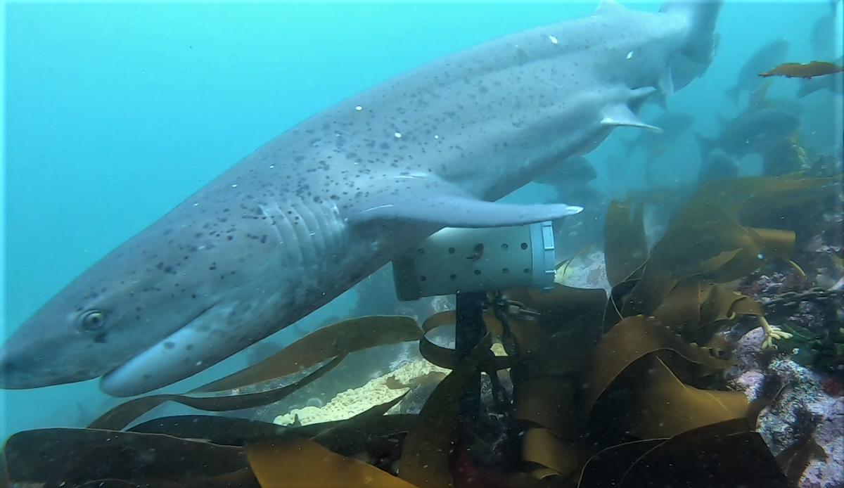 Shark Awareness Day: Taking a look at South Africa’s sharks and ...