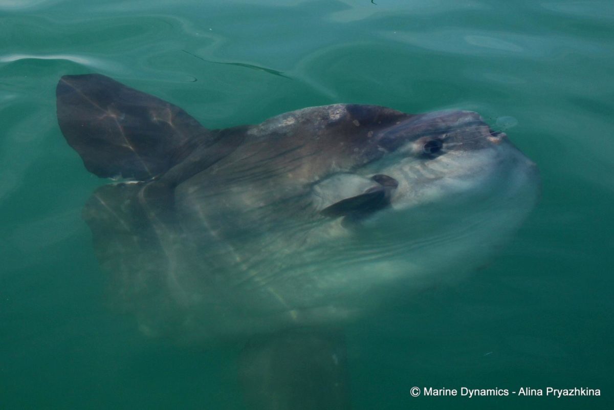 Unveiling the Mysteries of Sunfish: An Exciting Journey – Dyer Island ...