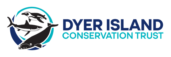 African Penguin Awareness Day 2024 – Dyer Island Conservation Trust
