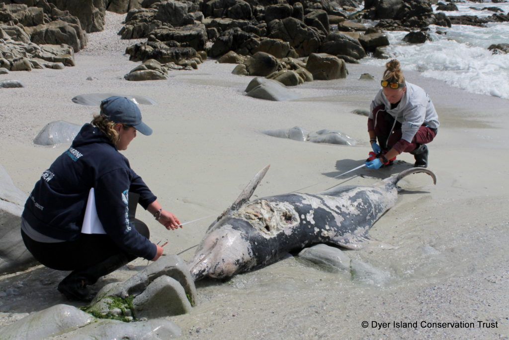Bottlenose Dolphin Stranding – October 2024 – Dyer Island Conservation ...