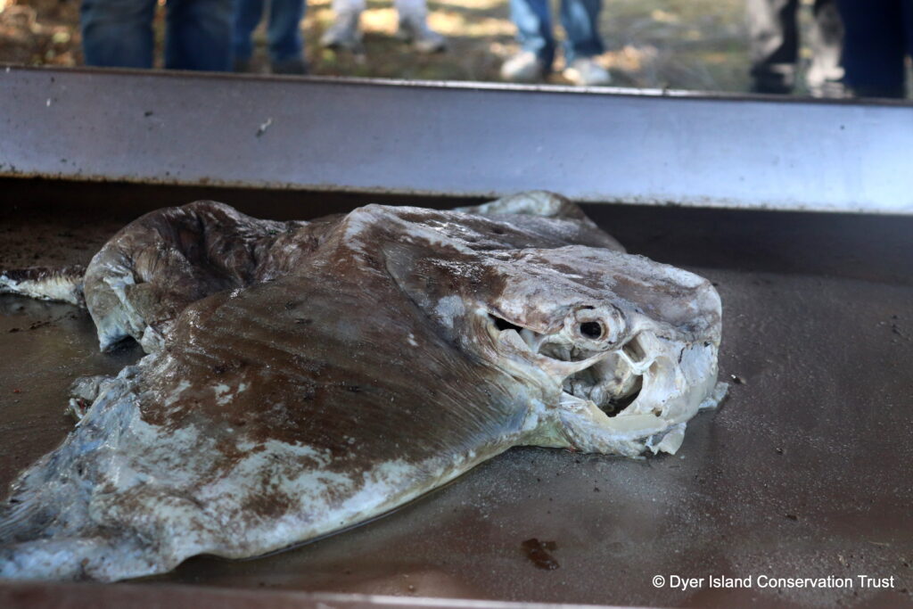 Eagle Ray Dissection – March 2025 – Dyer Island Conservation Trust