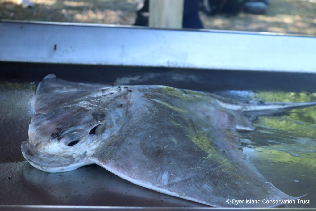 Eagle Ray Dissection – March 2025 – Dyer Island Conservation Trust