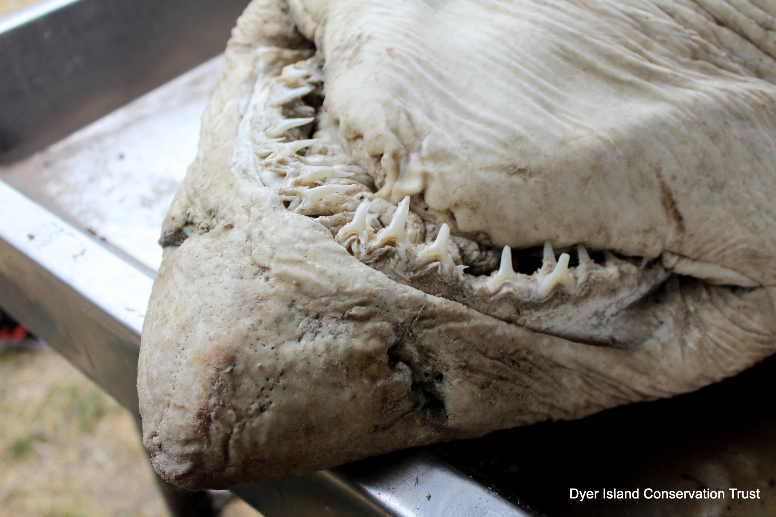Ragged-tooth shark dissection – January 2026 – Dyer Island Conservation ...